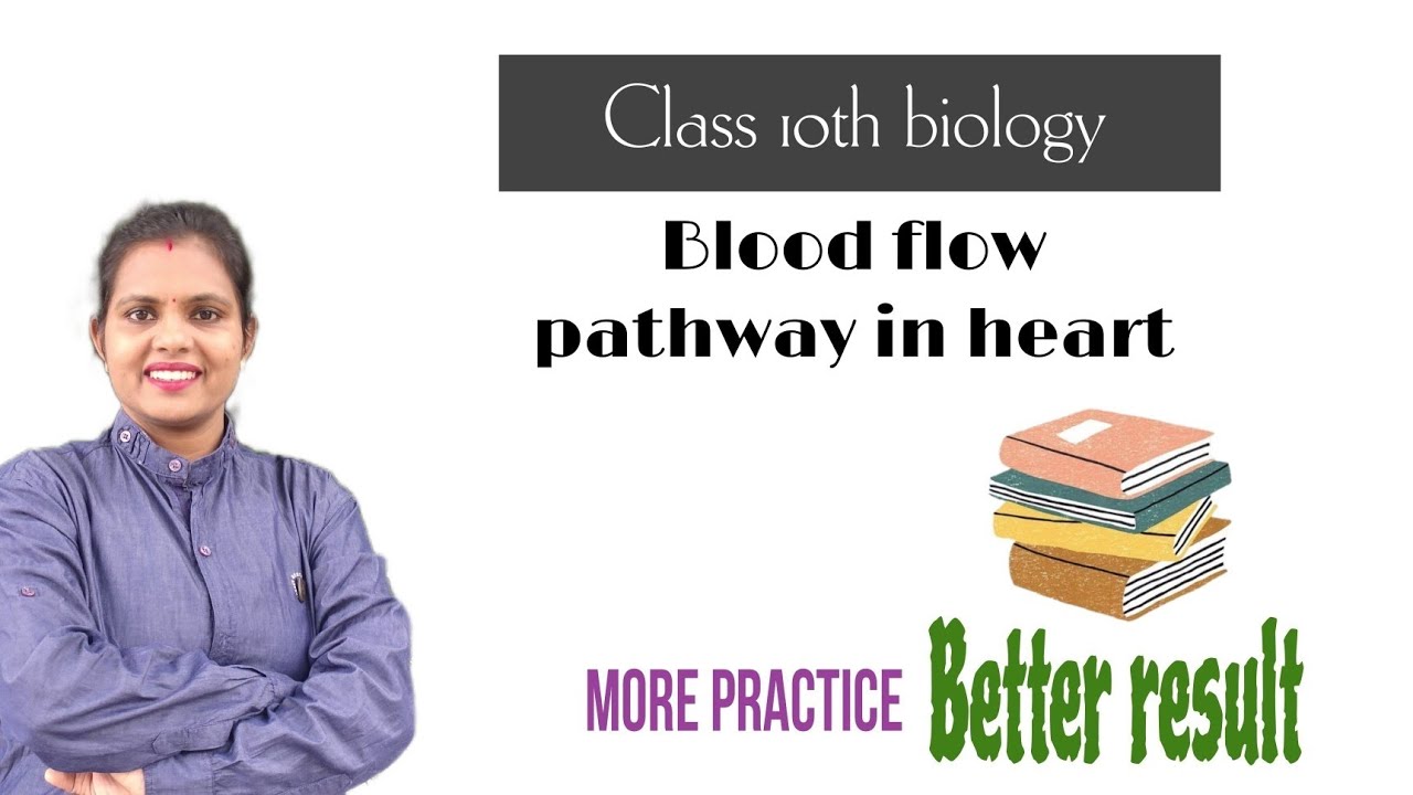 class 10th biology। blood flow pathway in heart। blood circulation in ...
