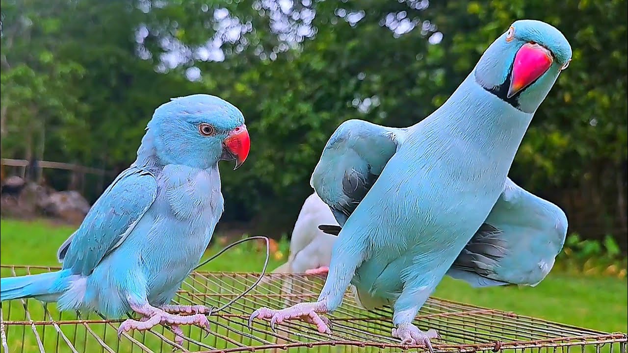 Blue Ringneck Parrot Talking Video | Mithu Mithu - YouTube