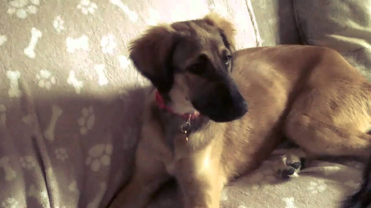Our Ruby, German Shepherd X Saluki - YouTube