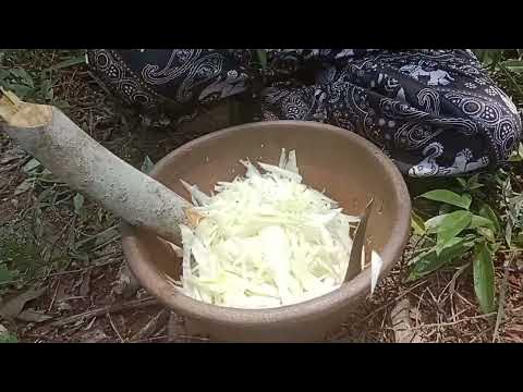 peb mu luaj nroj yas lo tuav qaub noj sus qab khawg li - YouTube