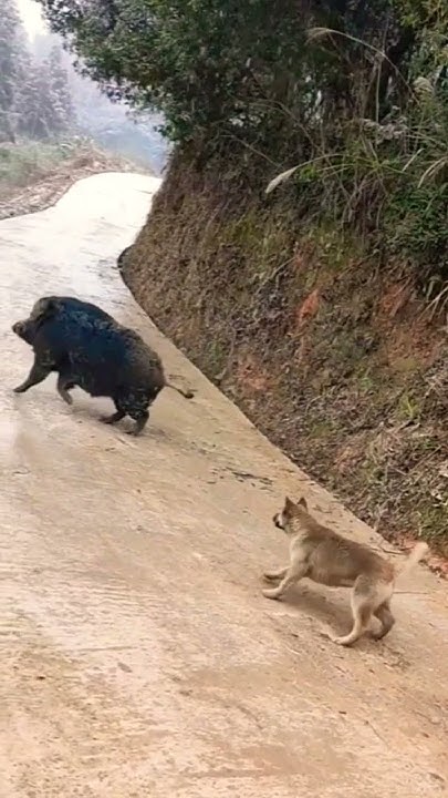 Babi Hutan vs Anjing - YouTube