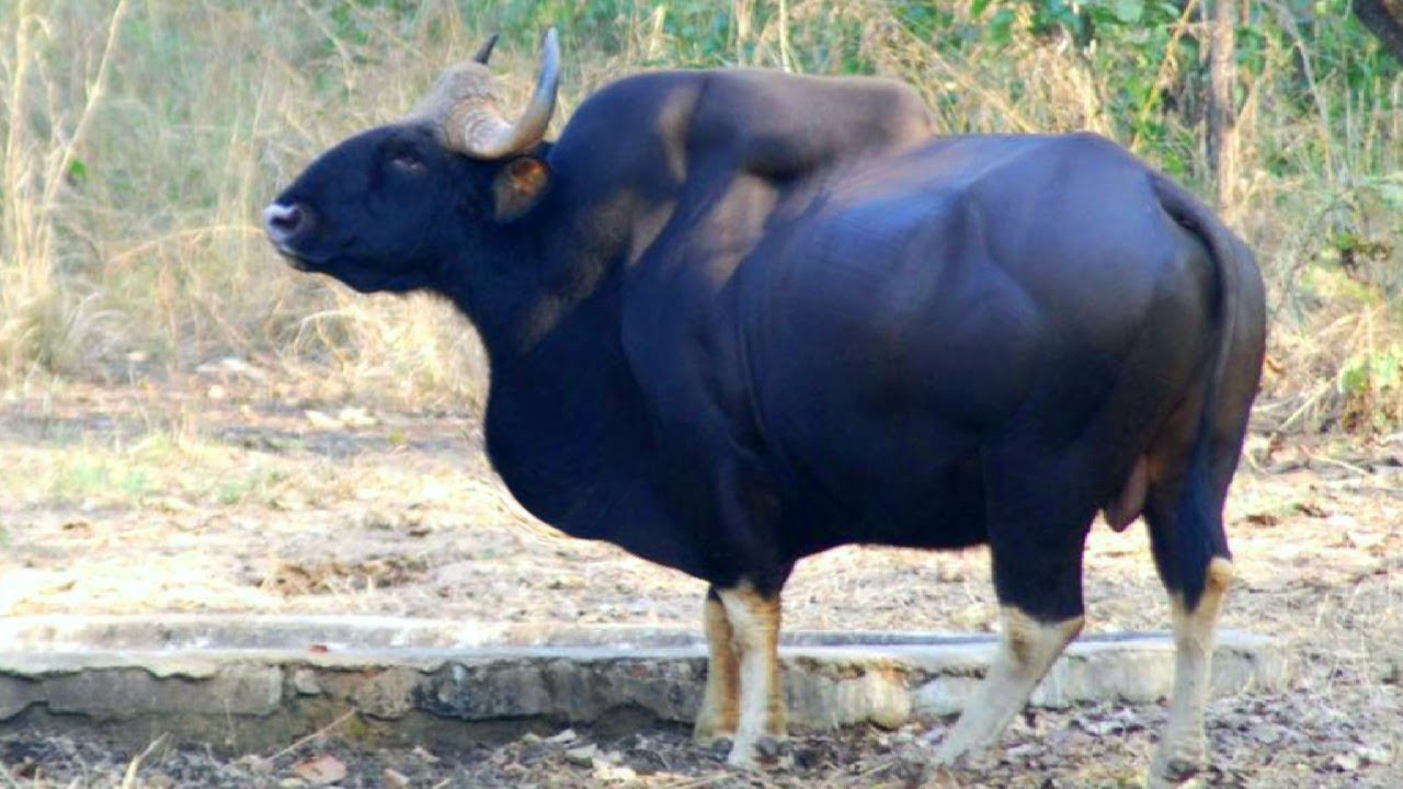 HUGE INDIAN BISON || INDIAN GAUR || WILD COW JUMPS MY FENCE FOR FOOD ...