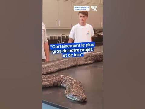 Plus de 5 mètres et près de 100 kg: voici le plus gros python jamais ...