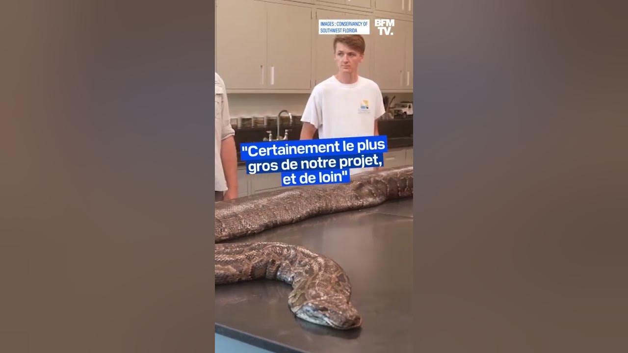Plus de 5 mètres et près de 100 kg: voici le plus gros python jamais ...