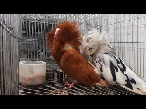 A Variety Of Colorful Birds/Fish || Raha Agro & Nursery || +8801812501550 || Bogura,Bangladesh