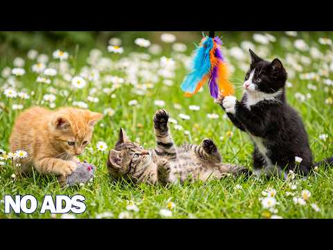 12 Hours Of Relaxing Music for Cats 😻Soothing Music for Deep Sleep & Anxiety Relief 🌈Cat TV