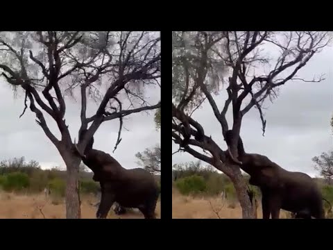 Elephant Pushes Down a 30 Foot Tree!! [AMAZING ANIMAL COMPILATION #13 ...