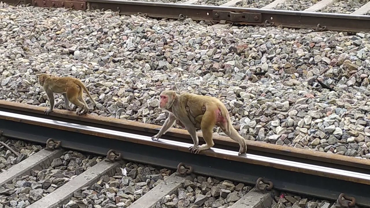 Monkey moving on the railway track - YouTube