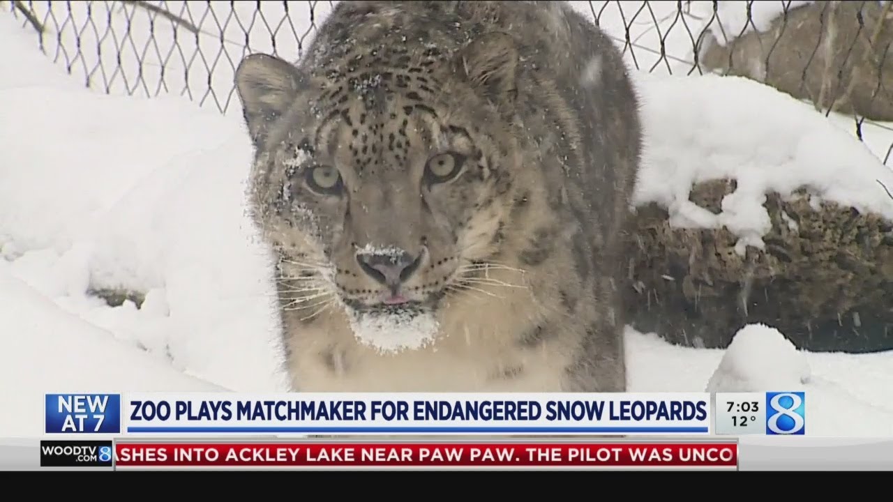 Binder Park Zoo hopes love is in the air for snow leopards - YouTube