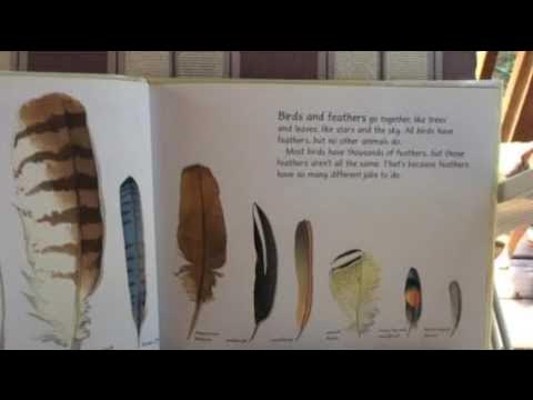 Feathers: Not Just for Flying - Excerpt - YouTube