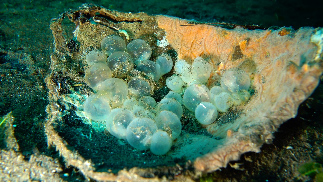 HATCHING FLAMBOYANT CUTTLEFISH EGG - YouTube