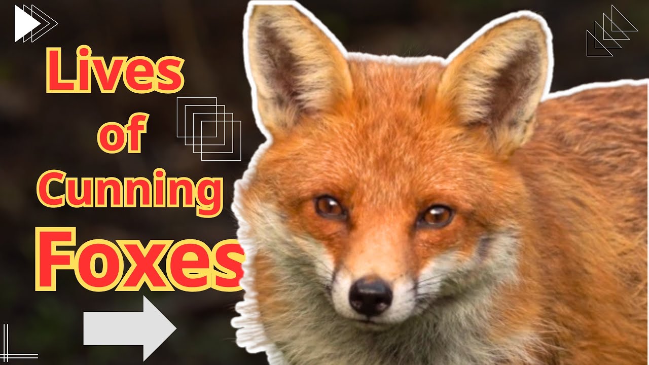 Fascinating Fox Family: Witness the Lives of Cunning Foxes - YouTube