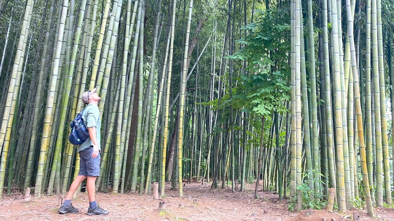 The Secret Bamboo Forest in Atlanta, Georgia - YouTube