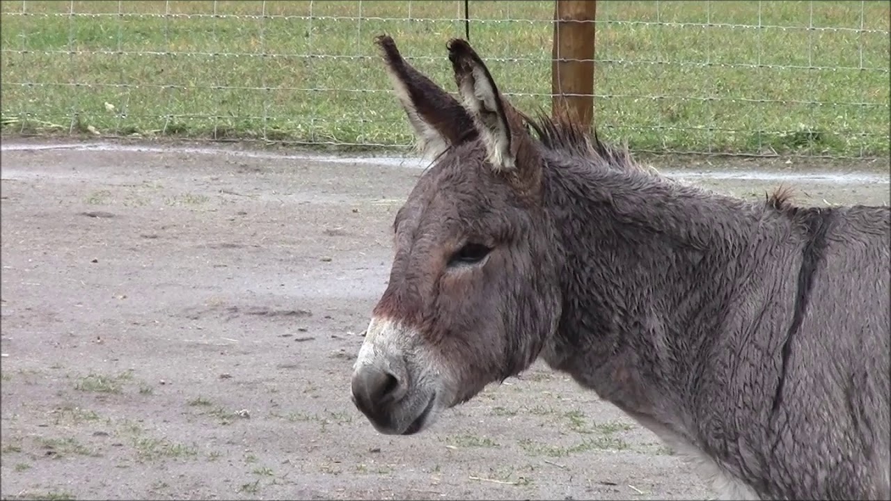 Donkeys Making Funny Faces