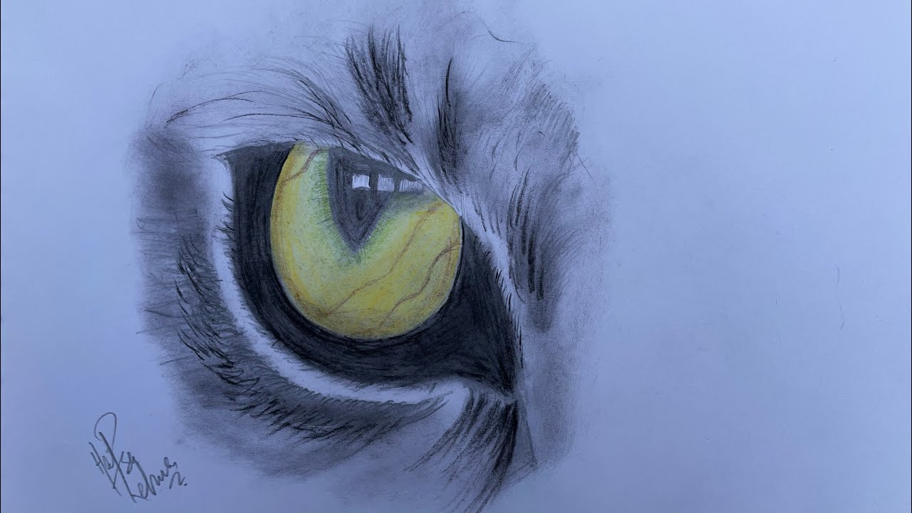 How To Draw Cat Eye | Realistic Eye Tutorial | Drawing For beginners ...