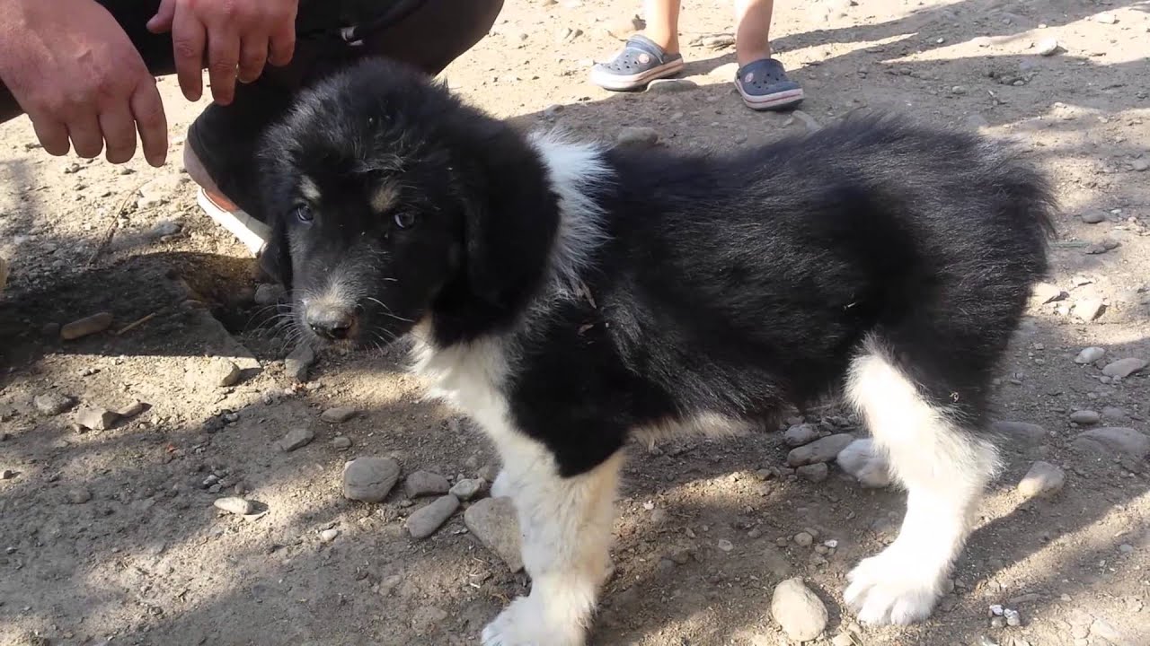 Pui Ciobanesc de Bucovina - YouTube