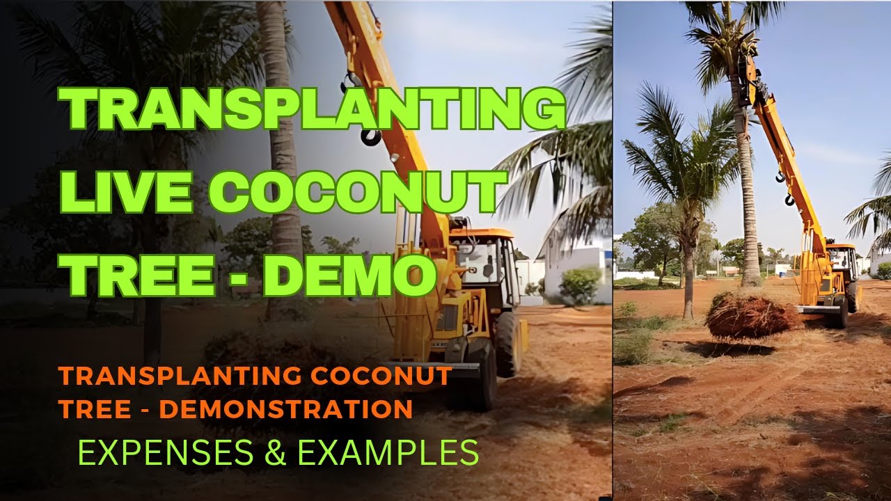 How To Transplant A Giant Coconut Tree (Tips & Tricks) - YouTube