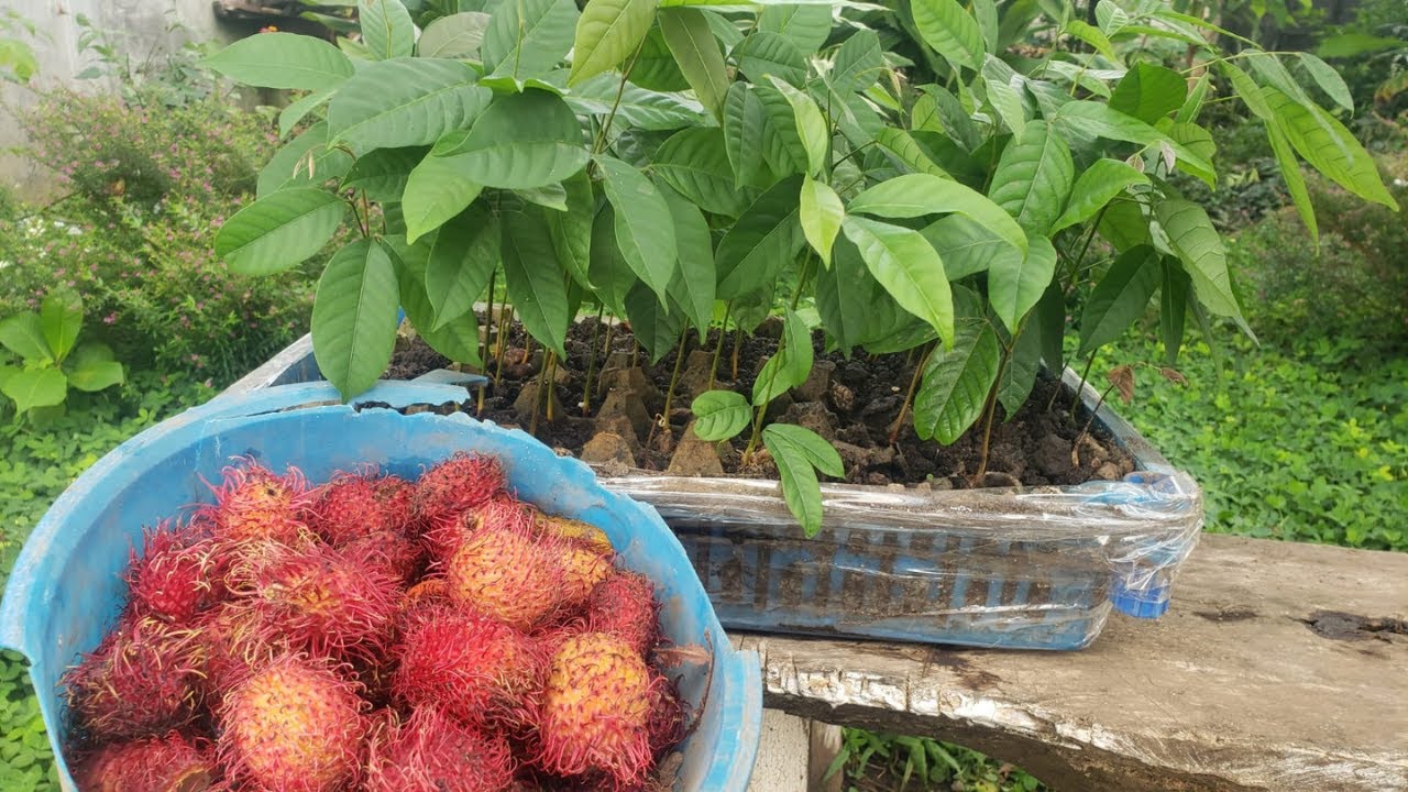 Como Germinar Lichis o Rambután - YouTube