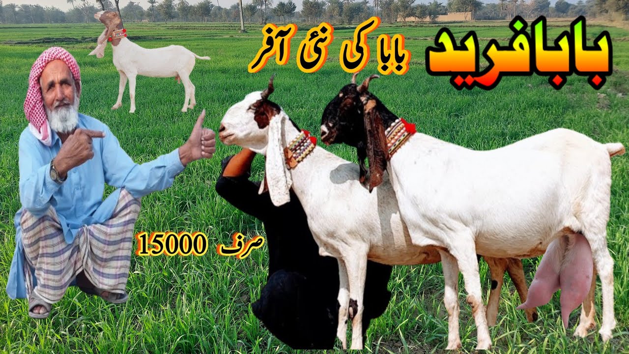 Pure kamori goats at umar goat farm goat farming in Pakistan goat ...