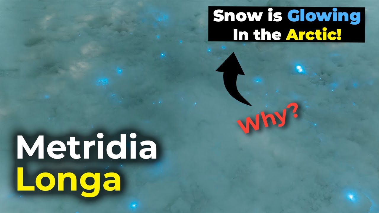 Metridia Longa | Snow is Glowing in the Arctic! - YouTube