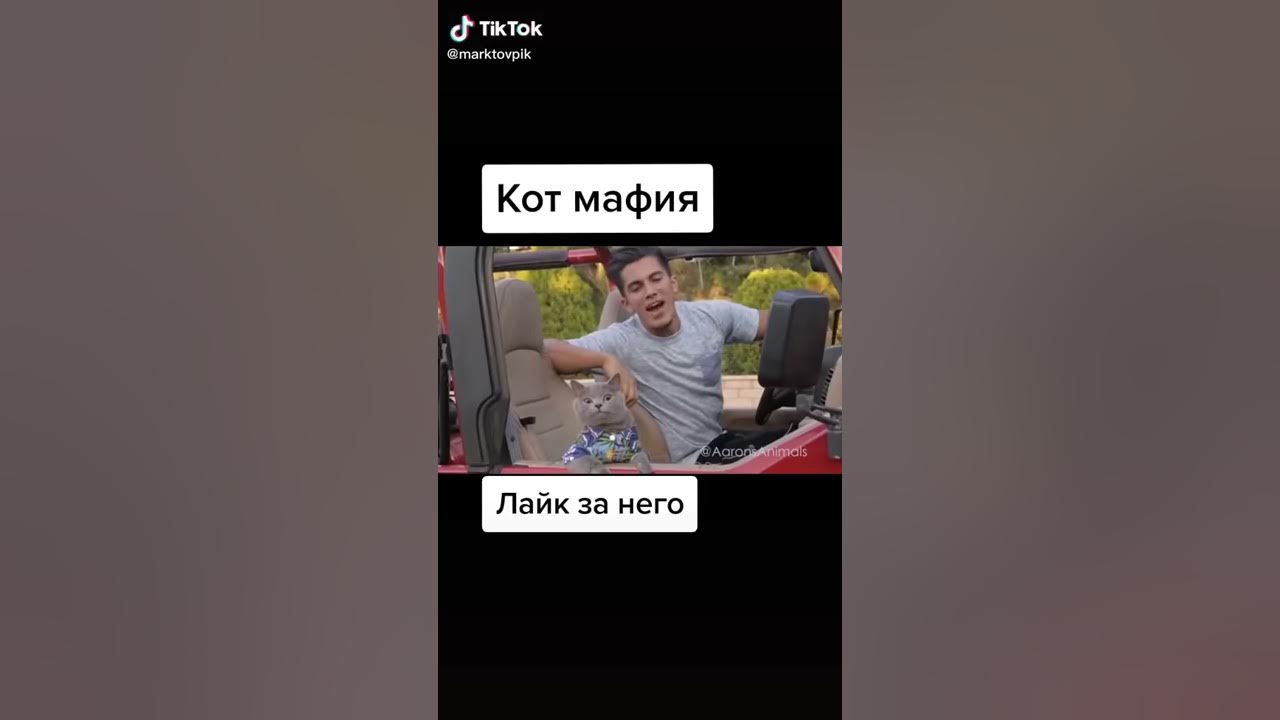 кот мафия лайк за него - YouTube