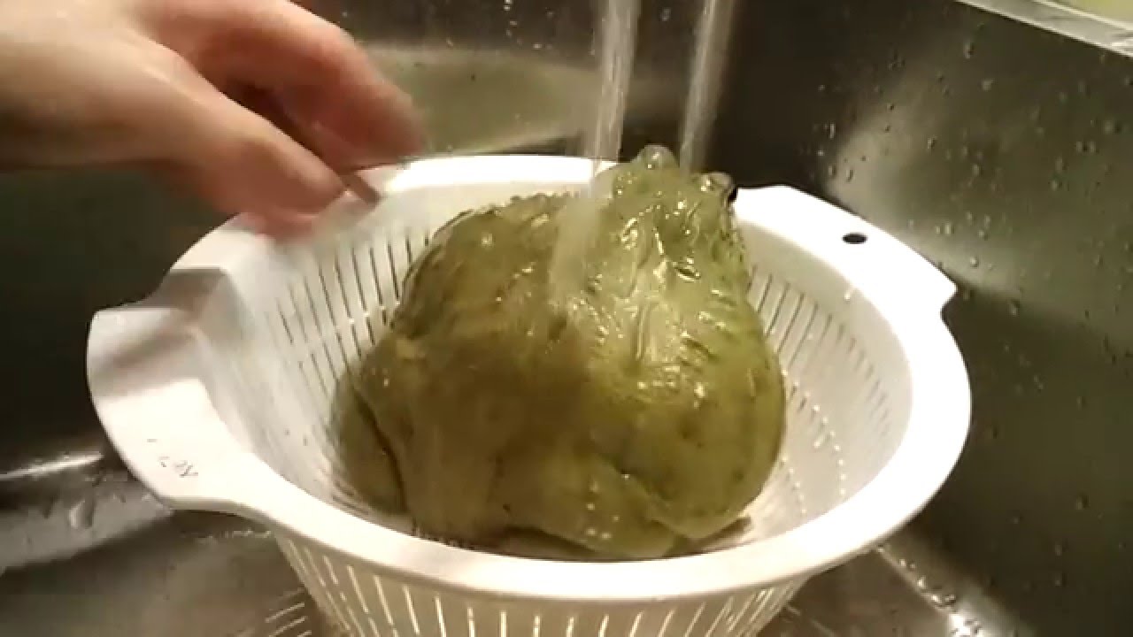 How to prepare a African bullfrog - YouTube