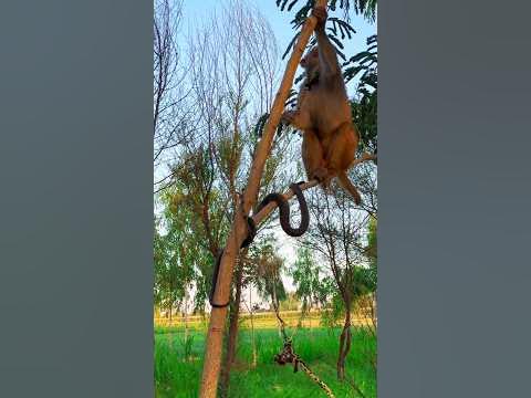 When the snake climbed the tree, the monkeys also #video #shorts#amzing ...