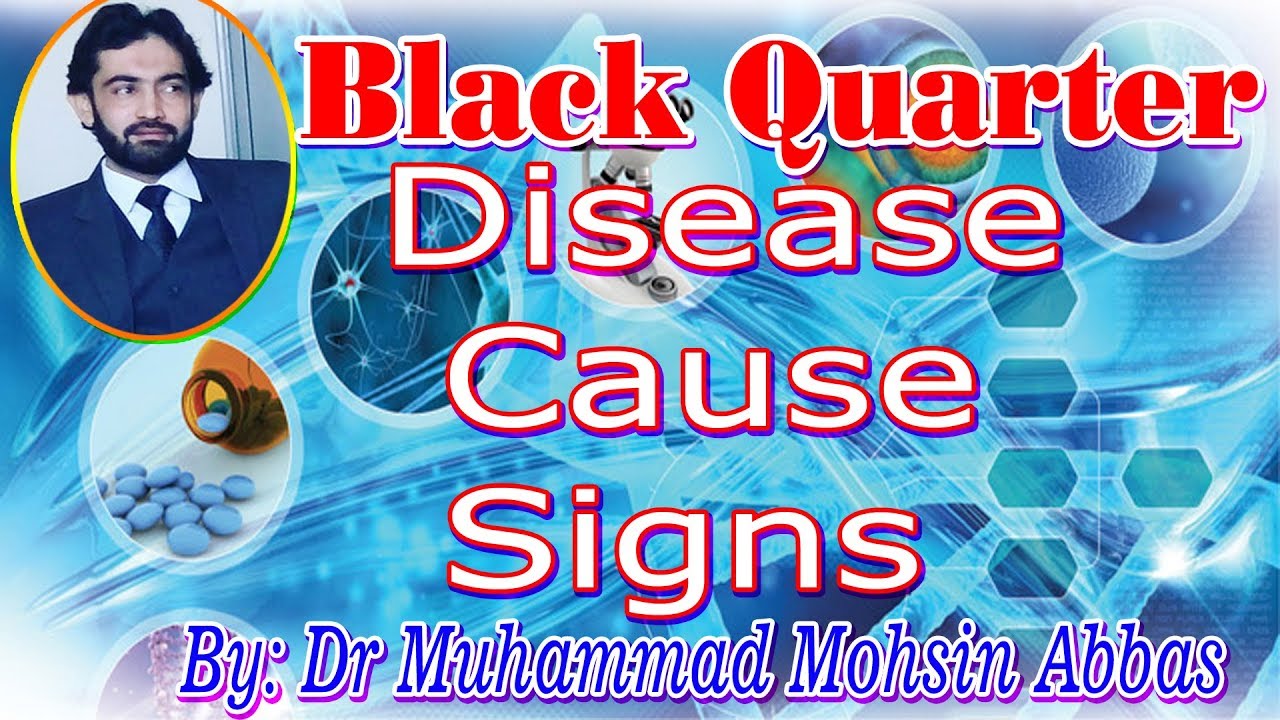Black Quarter disease,cause,signs/symptoms of disease,treatment and ...