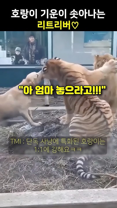 호랑이 기운이 솟아나는 리트리버 ️ Youtube