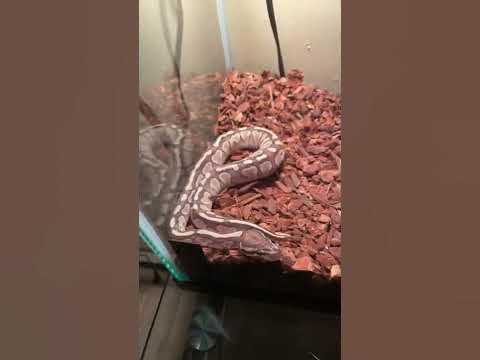 LESSER BALD PYTHON - YouTube