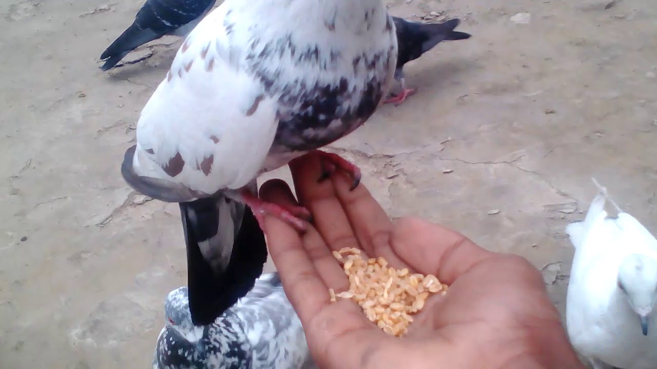 GOOD PIGIONS VIDEO..HOW TO YOUR PIGION EAT IN YOUR HAND - YouTube