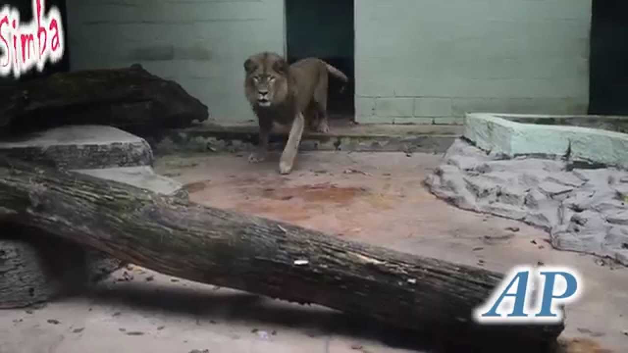 Simba - Emperor Valley Zoo Trinidad and Tobago - YouTube