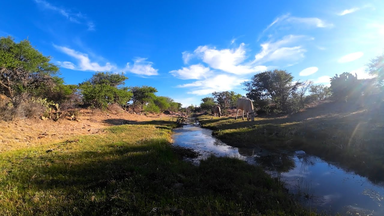 Una VACA PANZONA ME TUMBO la cámara - YouTube