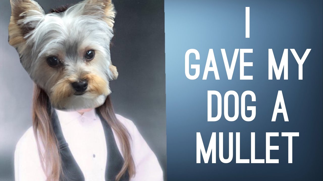I gave my dog a mullet!!! - Video Diary - YouTube