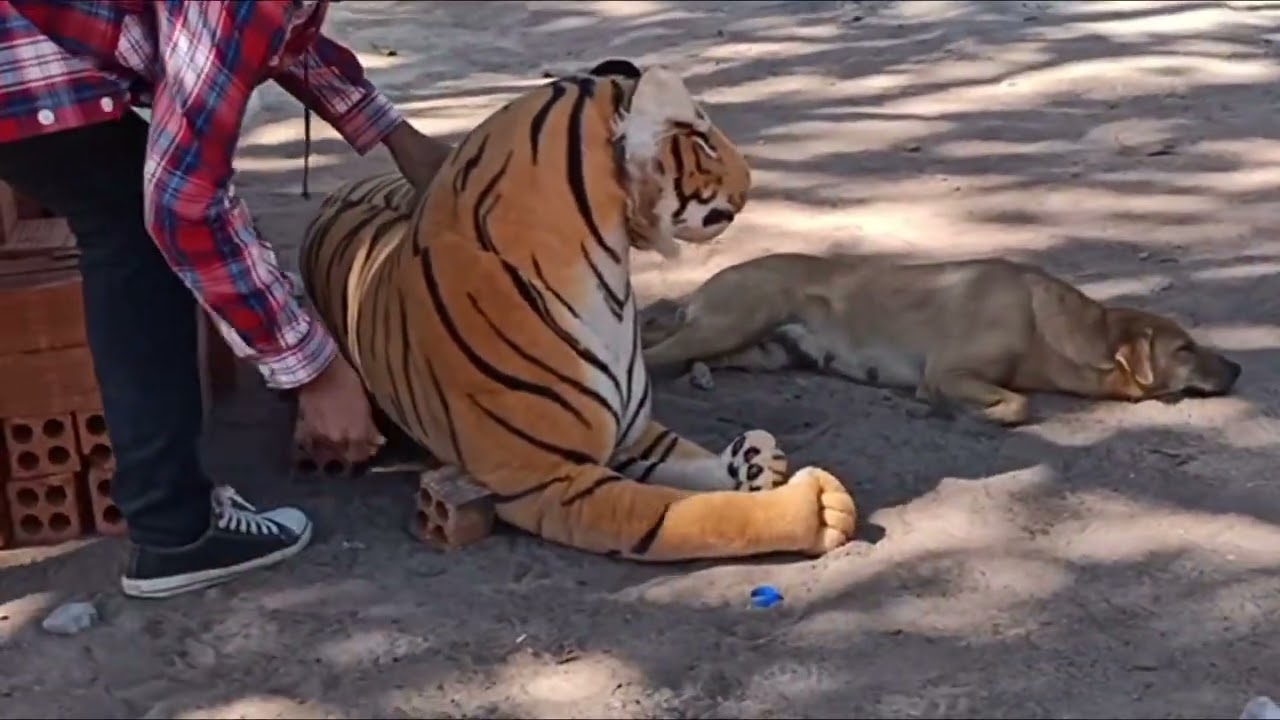 Fake tiger prank part 44 - YouTube