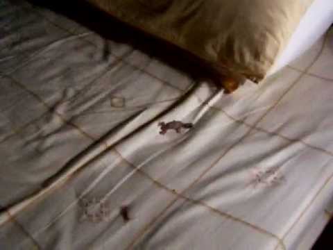 Gecko's tail falls off and dances around!!! - YouTube