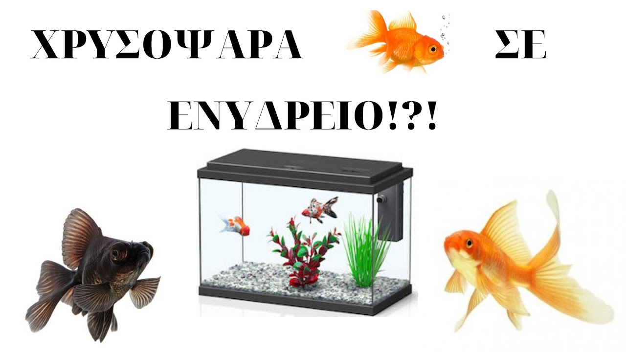 ΧΡΥΣΟΨΑΡΑ ΣΕ ΕΝΥΔΡΕΙΟ!?! - YouTube