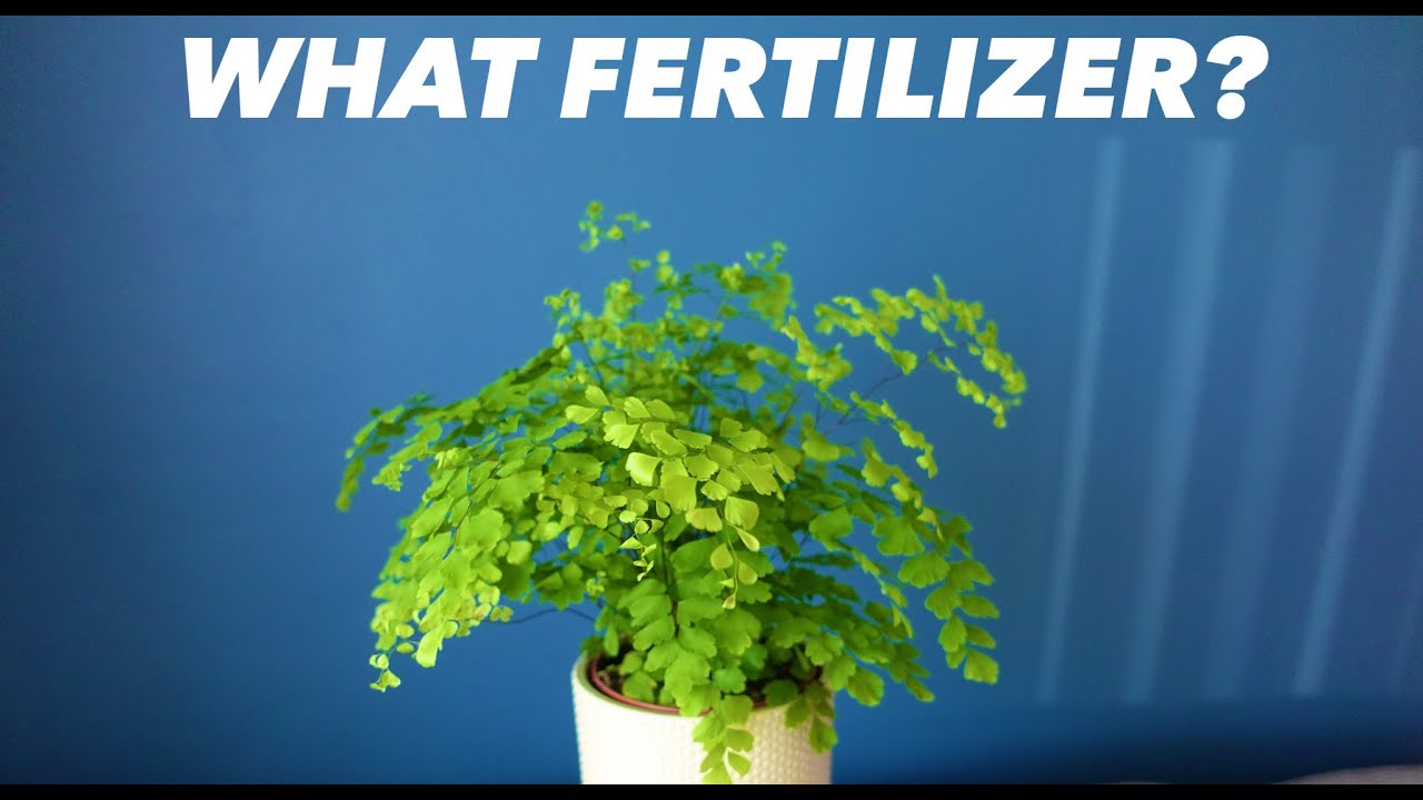 Best Fertilizer For Your Maidenhair Fern - Adiantum Raddianum - YouTube