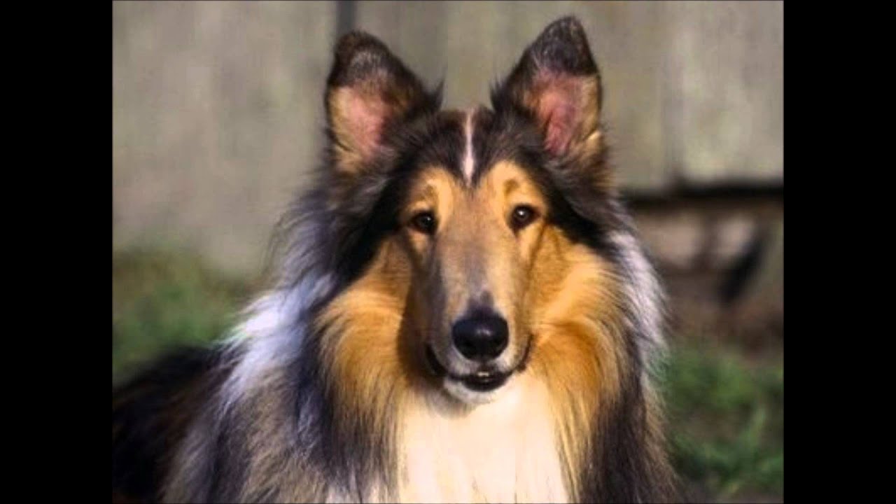 The Magic of Photoshop: Dog Edition - YouTube