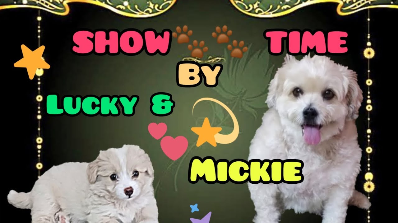 Puppy & Dog SHOW time ️🥰@ Lucky stories| fun time # trending # puppy ...