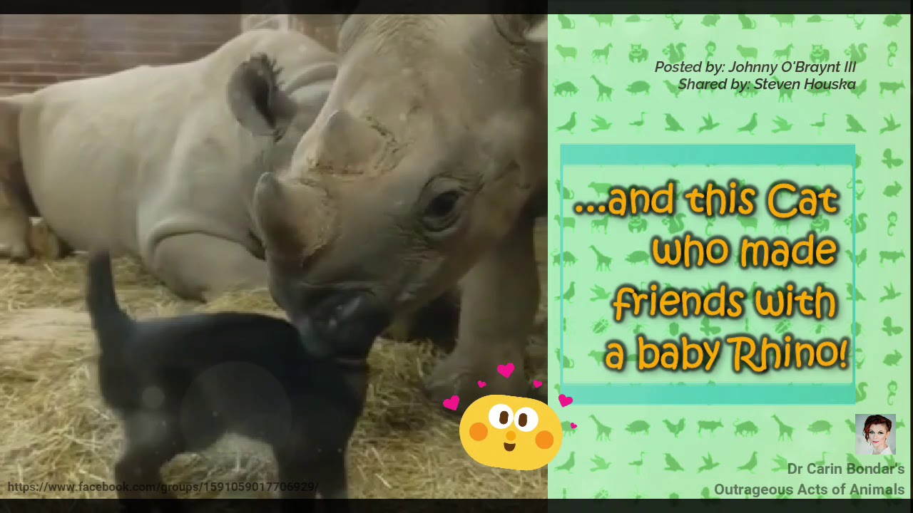 Bondar's Outrageous Acts of Animals, Week 6 - YouTube