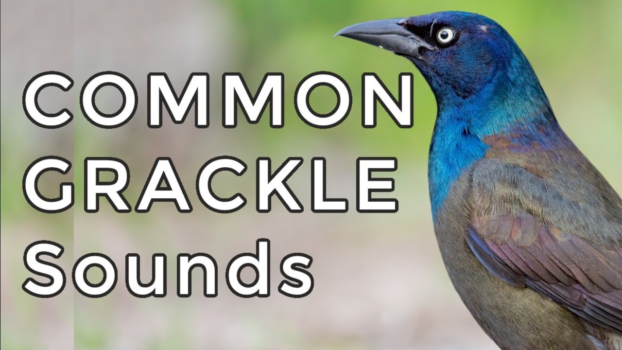 Common Grackle Songs & Calls: Learn TWO common sounds - YouTube