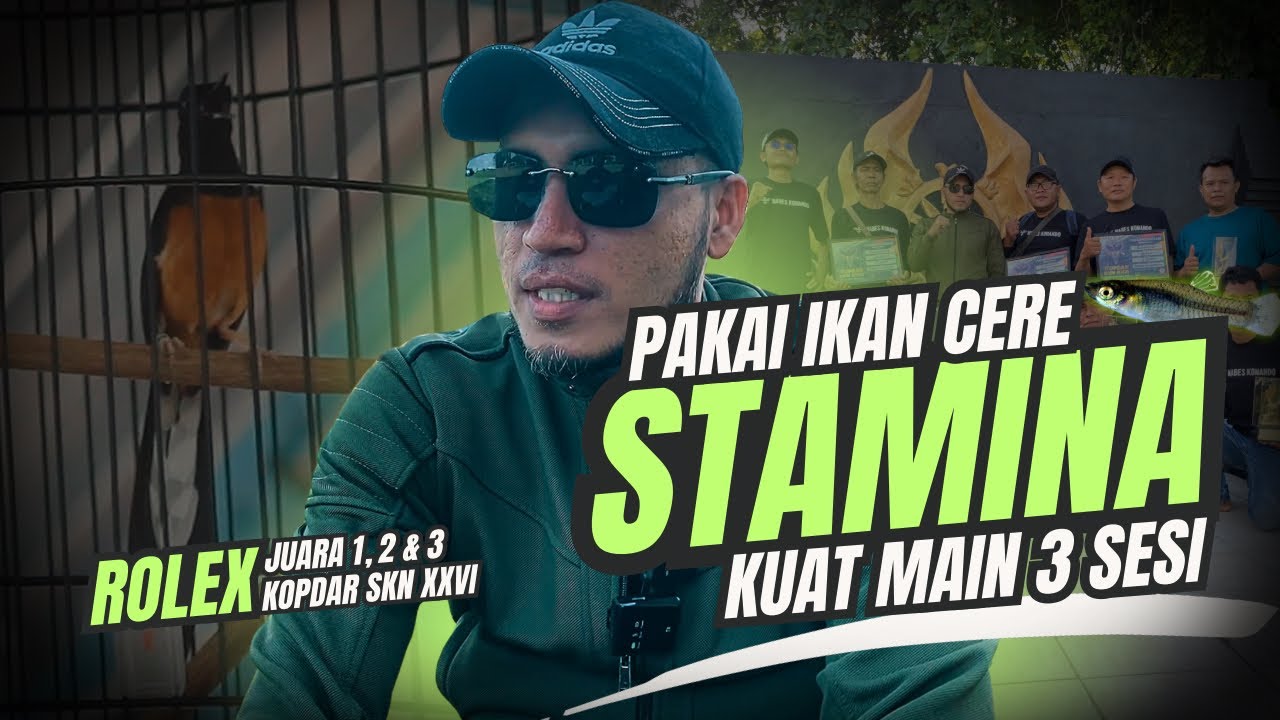 Mau Murai Stamina Kuat!? Coba Pakai Settingan Ala Rolex - YouTube