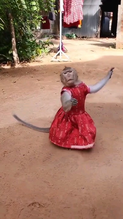 Frontend Developer Coding Frontenddeveloper Webdevelopment Youtube