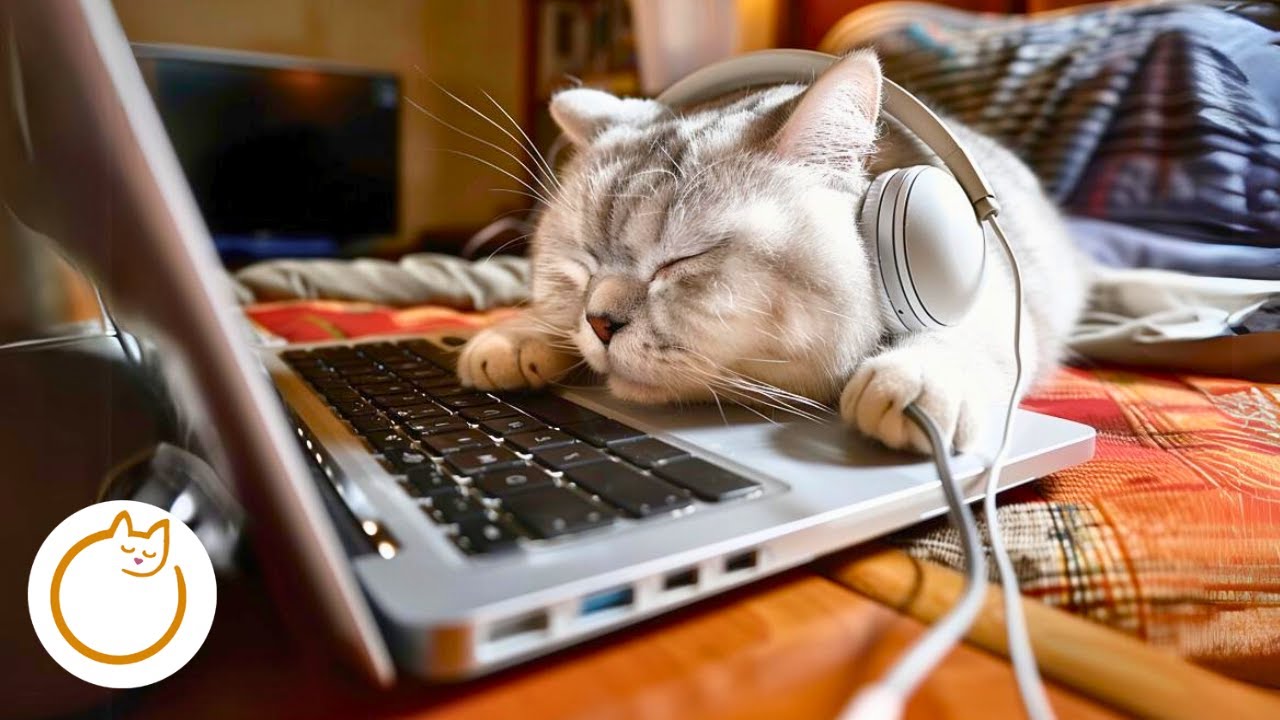 Home Alone Cat Music - Separation Anxiety CURE 🐱💤 - YouTube