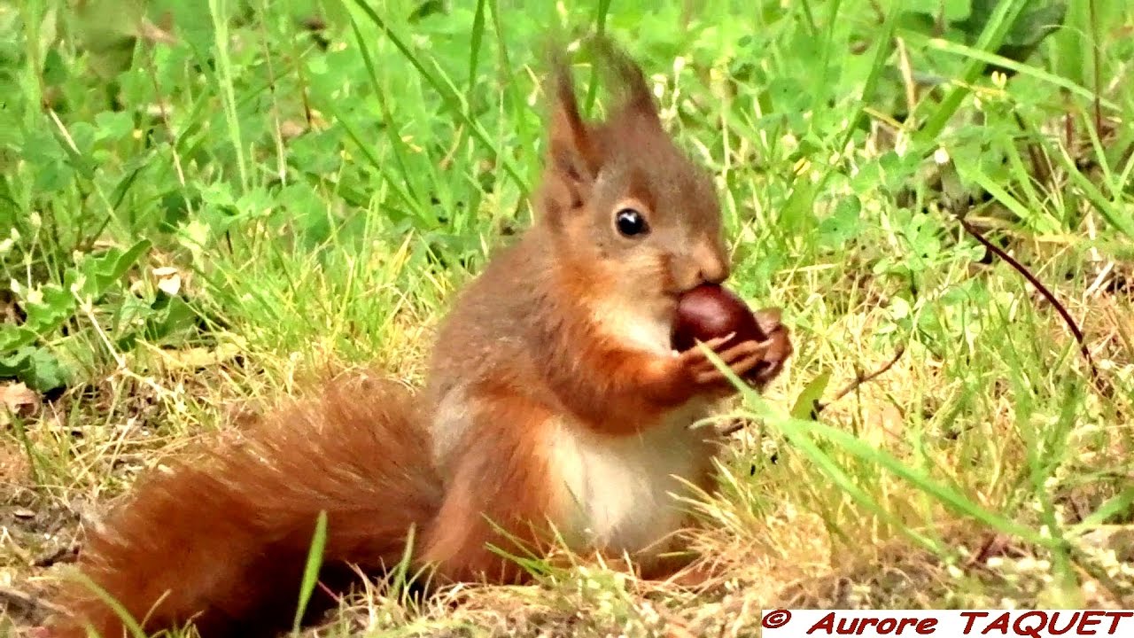 Jeune écureuil essaye de manger un marron - Faune de France - YouTube