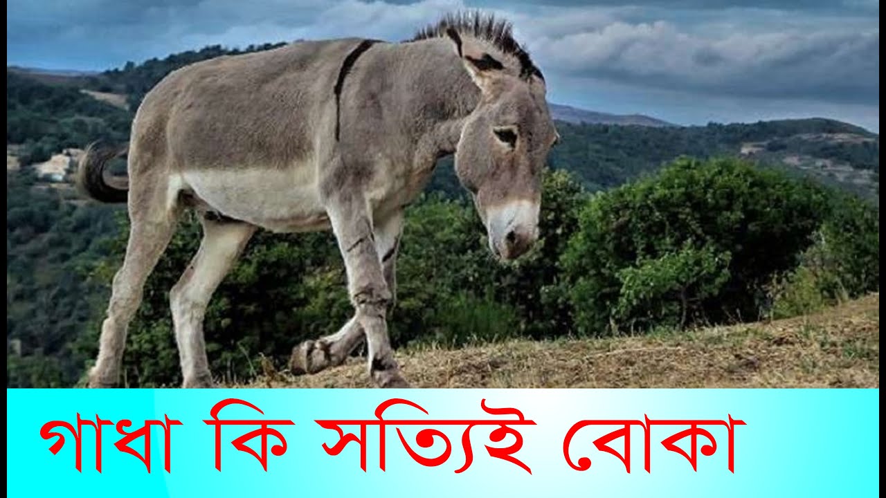 Donkey foundered on fresh clover / গাধা অত্যন্ত বুদ্ধিমান প্রাণী / গাধা ...