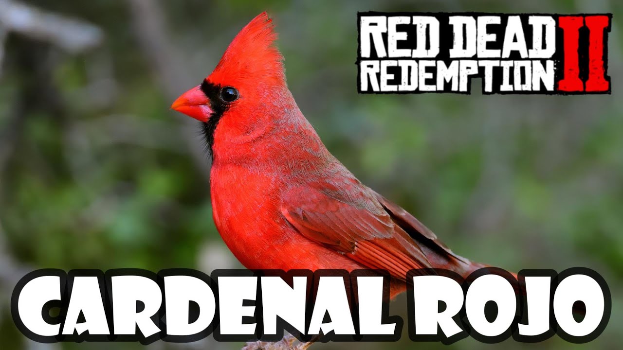 Donde encontrar el CARDENAL ROJO en Red Dead Redemption 2 ️ - YouTube