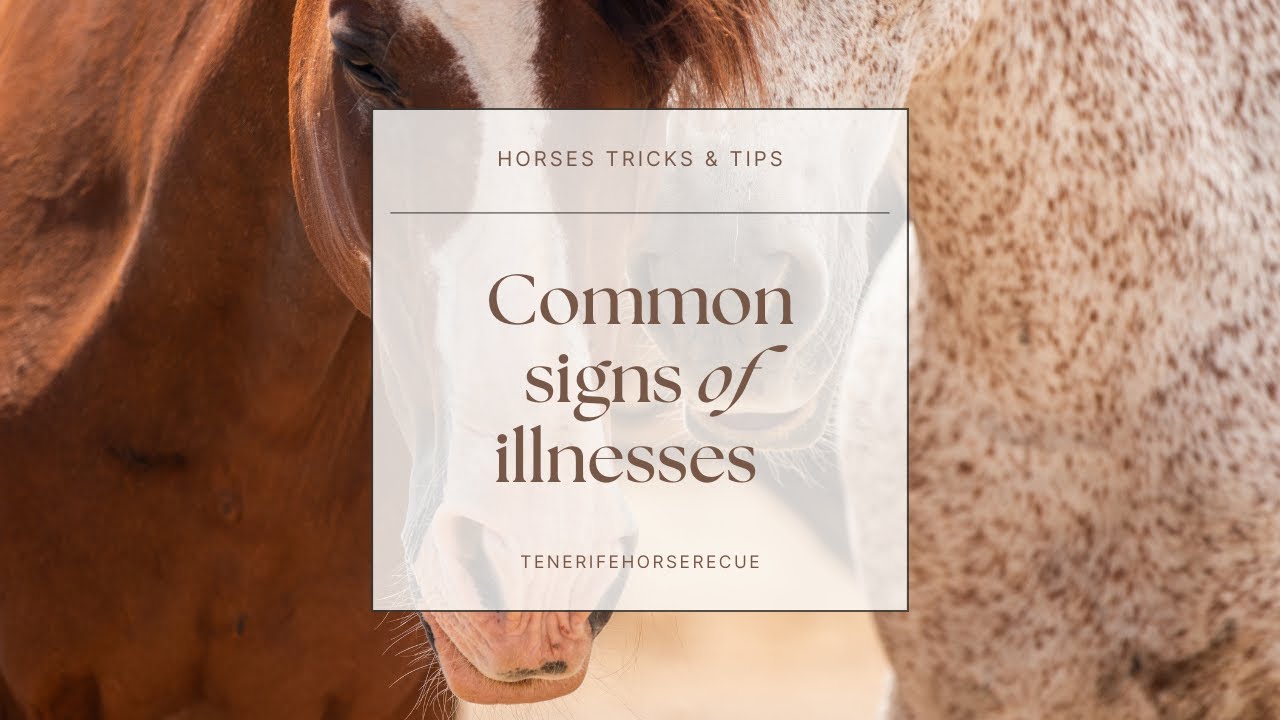 Recognizing Common Signs of Illness in Your Horse | Tenerife Horse ...
