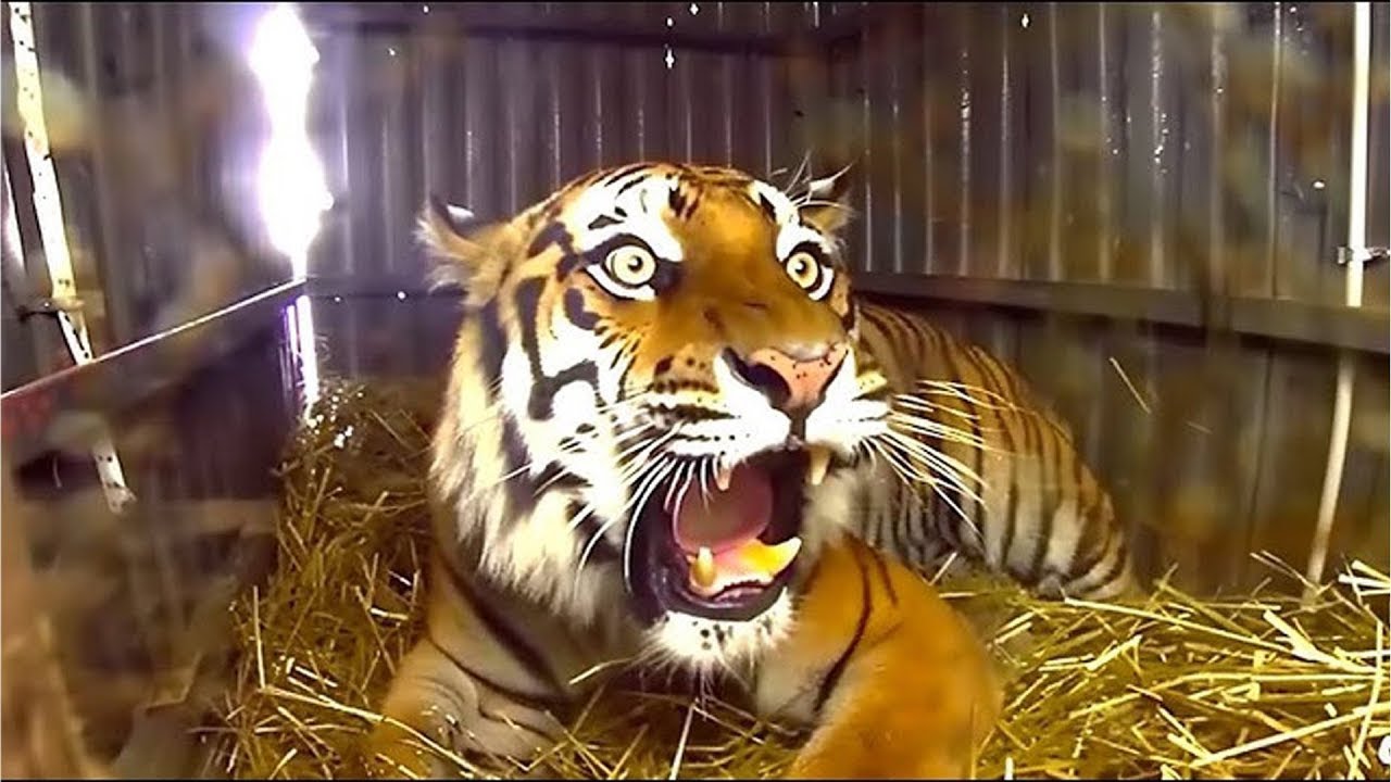 **"🐾 Heartwarming Moments of Animals Returning to Freedom! 🌿🦅"** - YouTube